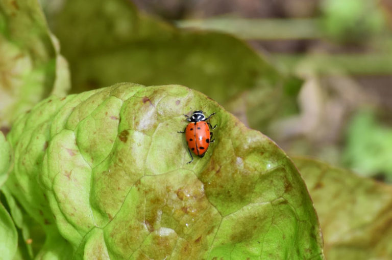 Insectary Habitat – Quaker Oaks Farm