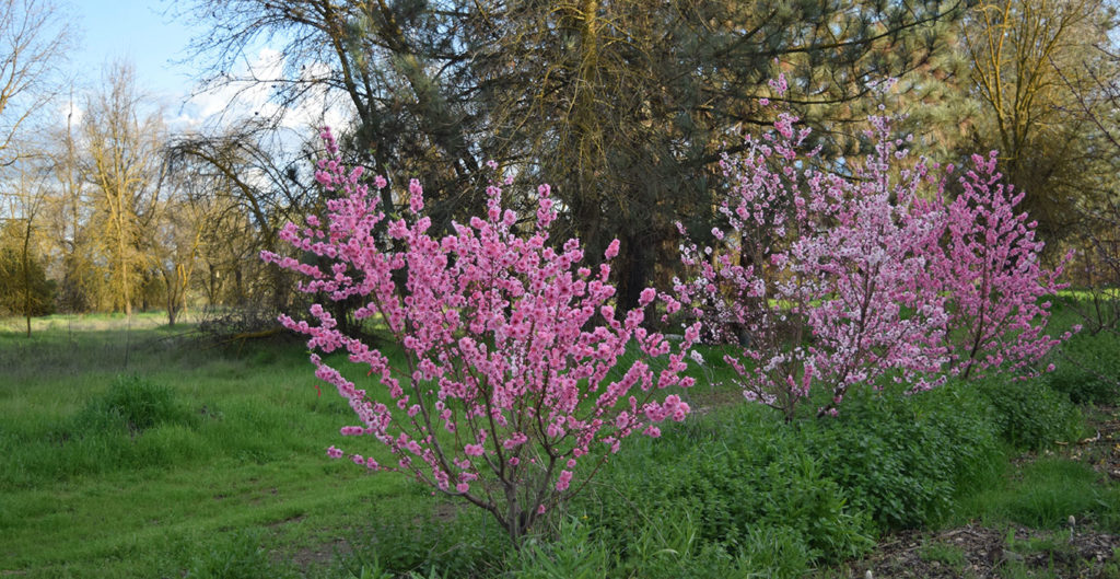 Diversified Farming – Quaker Oaks Farm