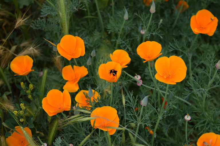 Diversified Farming – Quaker Oaks Farm